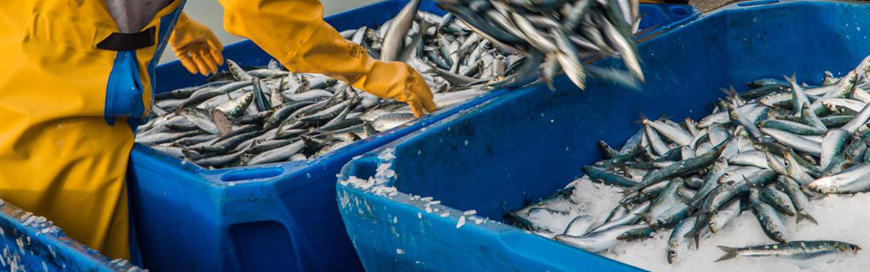 Insulated Fish Containers Tough Fish Bins Inka Pallets